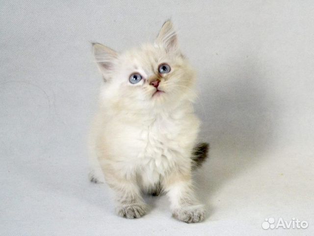 Невский Маскарадный котенок