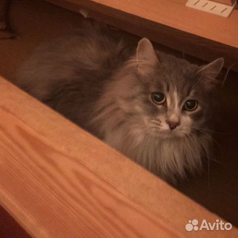 Кот и кошка в добрые руки