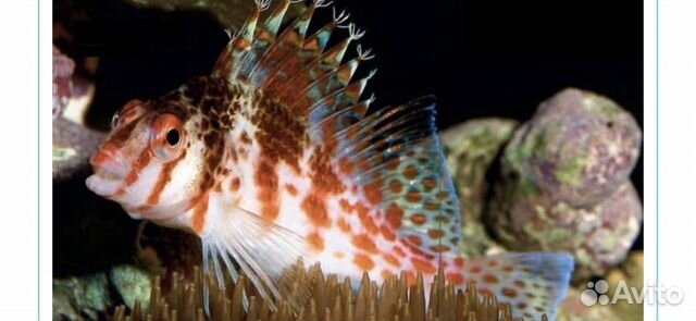 Морская рыбка Кудрепер сокол