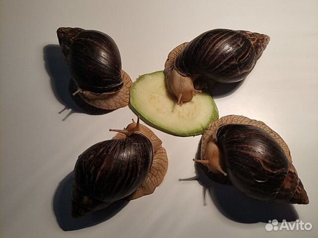 Улитки ахатины африканские