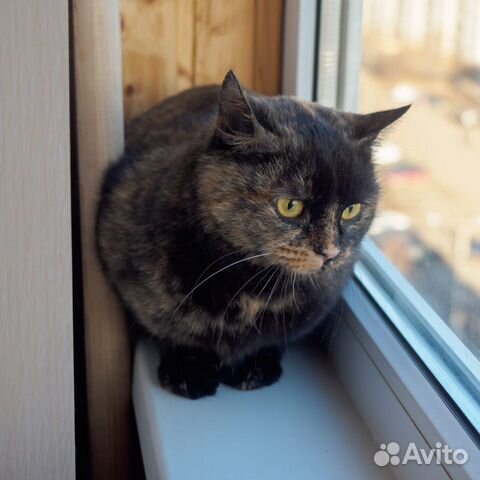 Кошка