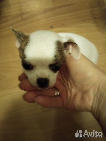 Щенки чихуахуа