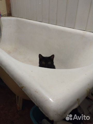 Котька