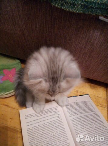 Котята сибирские