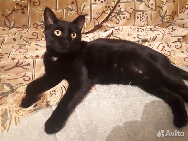 Кошка около 5 месяцев