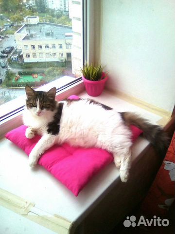 Сибирский кот