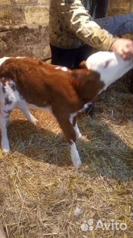 Продаю телочку