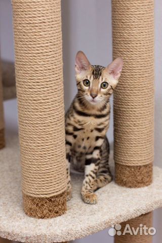 Бенгальские котята