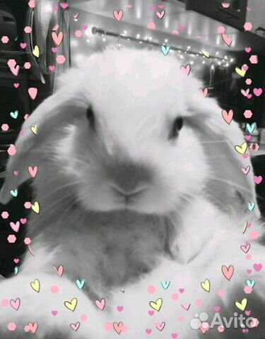 Декоративный карликовый крольченок
