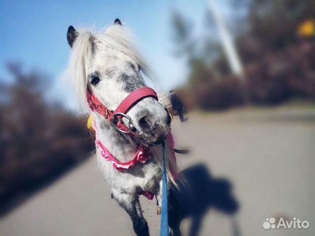 Продам или обменяю пони