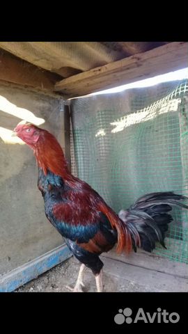 Бойцовые петухи