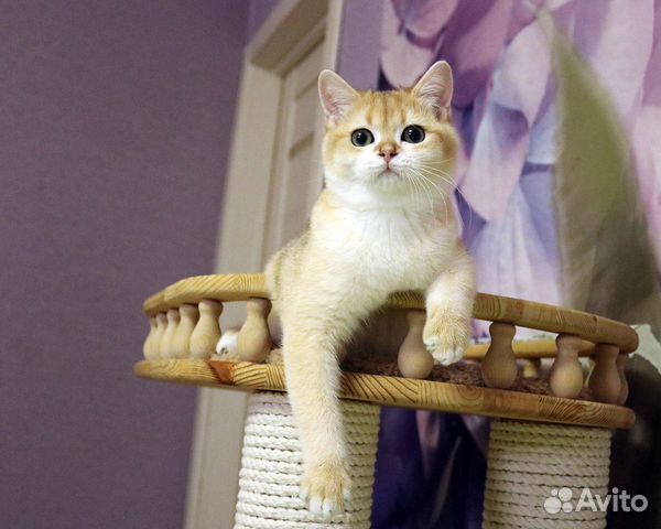 Британский котик шиншилла ny 12