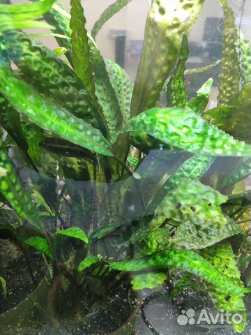 Аквариумные растения продаю/меняю