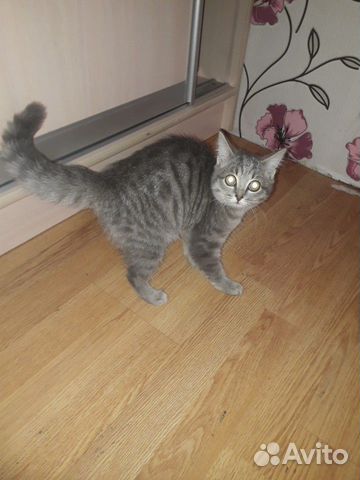 Котёнок