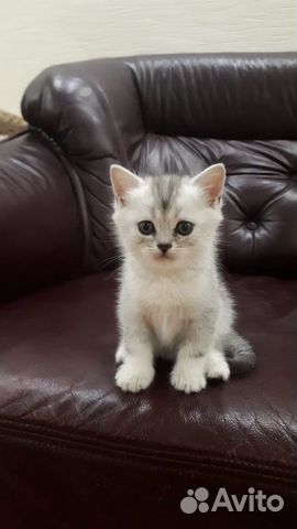 Котёнок британской породы, мальчик