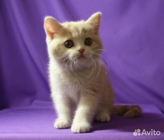 Скоттиш страйт мальчик