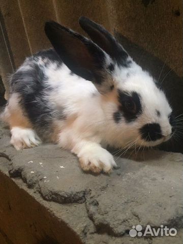 Продам кроликов