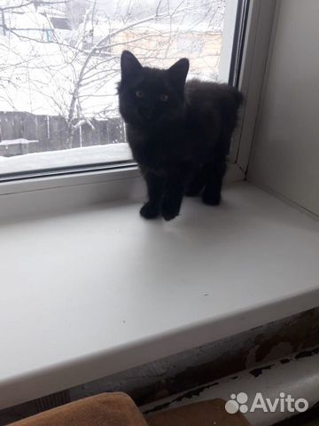 Котята-курильчата