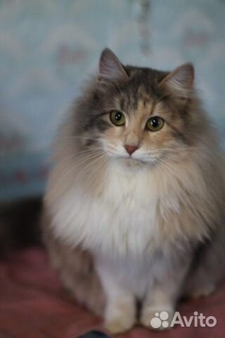 Кошка