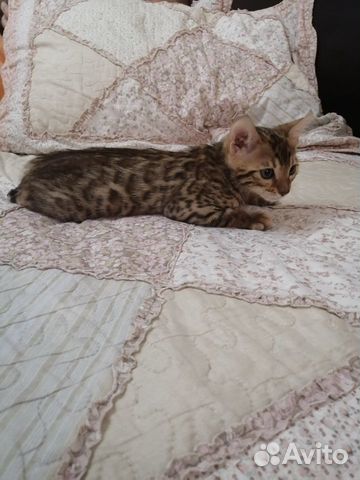 Детки бенгалята