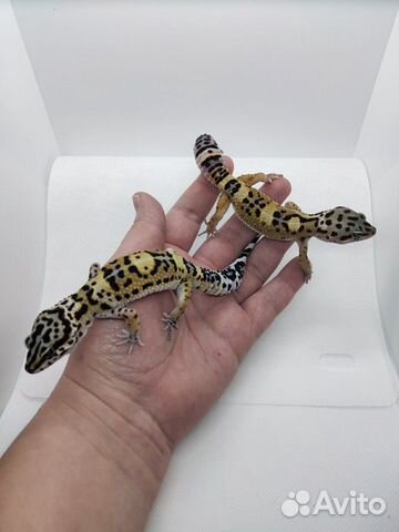 Эублефары от родителей Black Night