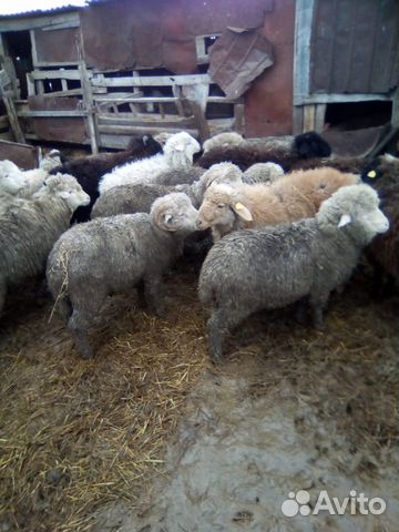 Продаются баранчики