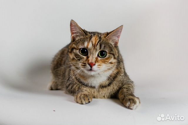 Кошечка Алиса