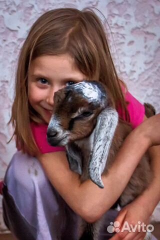 Нубийские козлята 93.5