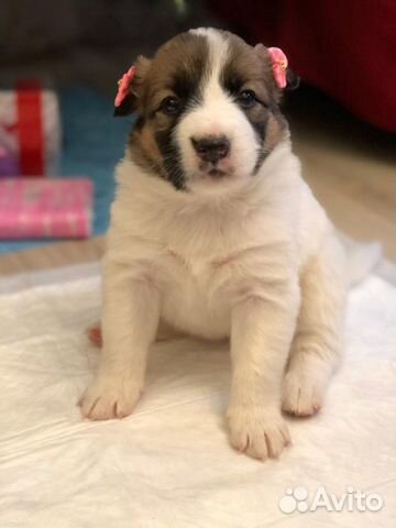 Щенки лайки