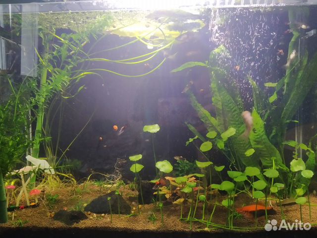 Гидрокотила. Гуппи