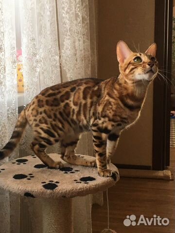 Бенгальская кошечка для разведения