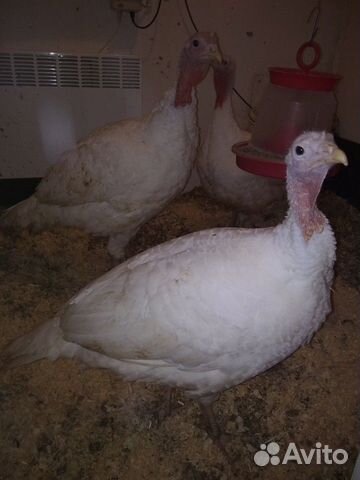 Индюшата хайбрид конвертер биг 6