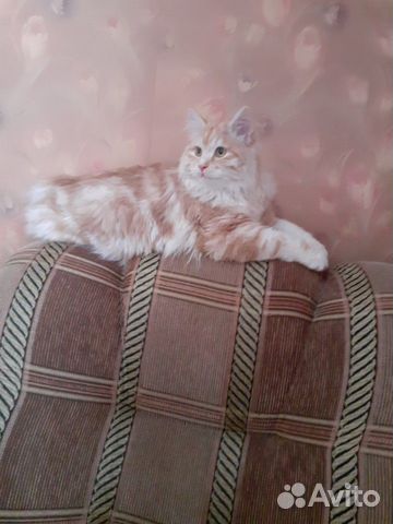 Курилы-русские коты