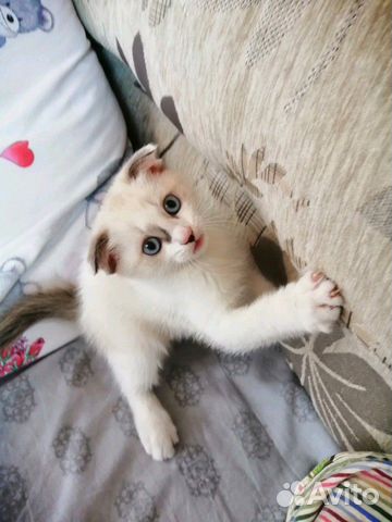 Котенок