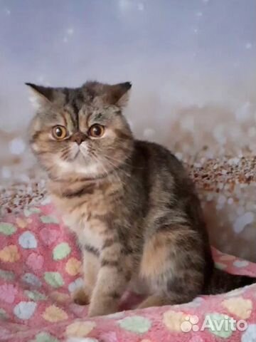 Пушистая принцесса