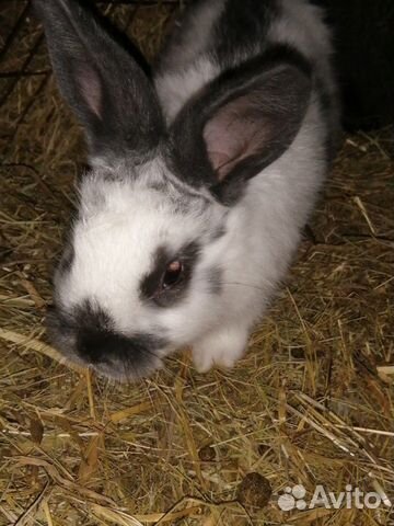 Кролики (много на любой вкус и цвет и возраст)