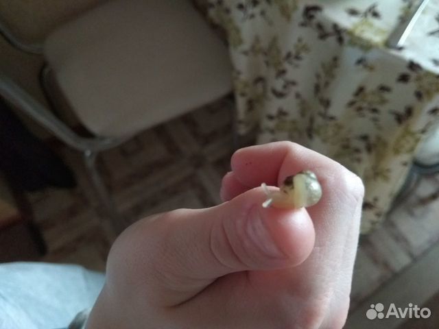 Продам улитку ахатину