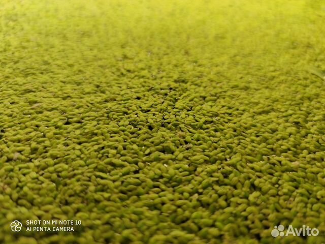 Ряска для аквариума, обмен