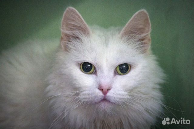 Кошечка в дар