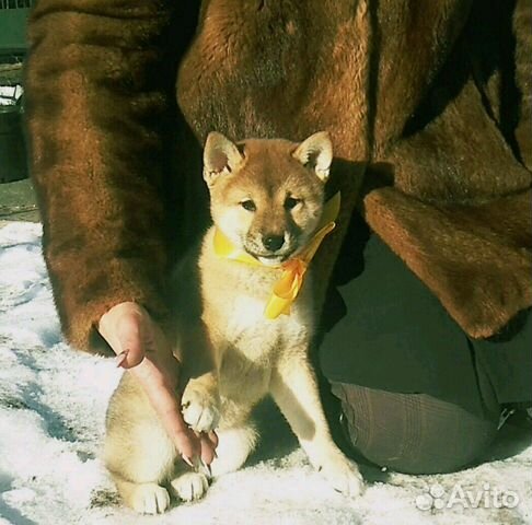 Сиба Ину