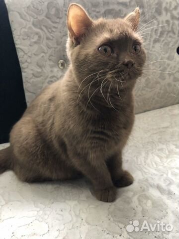 Британские котята