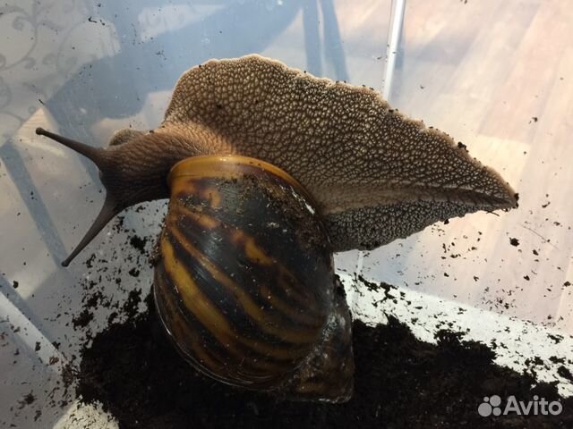 Улитка (яйца)