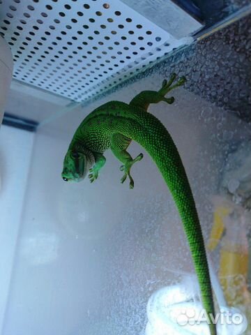 Продаю фельзум и всё к ним прилагающееся