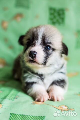 Королевский Корги