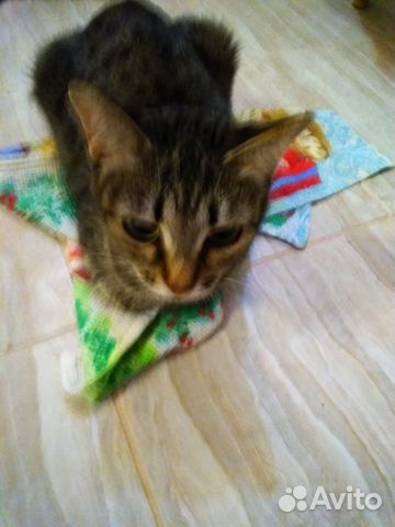 Котята