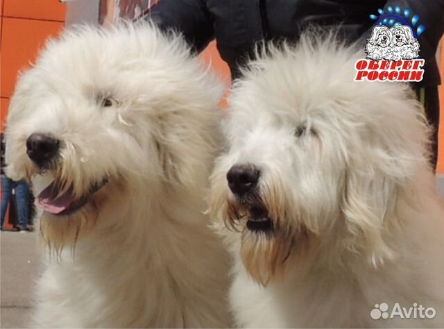 "Canis lupus Novorossicus"или южнорусская овчарка