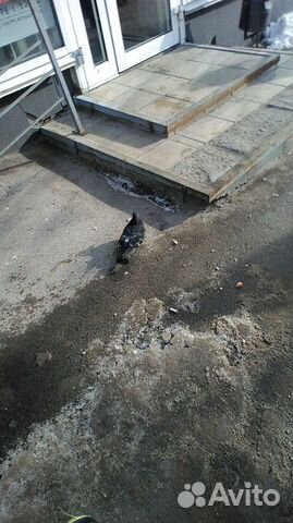 Голубь без одной лапки