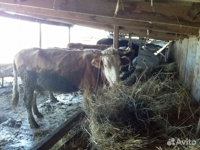 Бычок и карова тельная