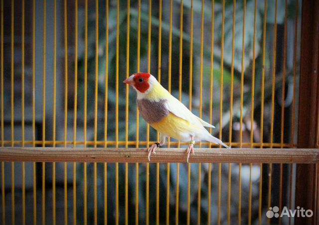 Амадина гульда