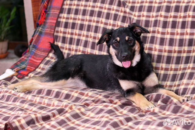 Красотуля Бонечка-чудо девочка, в дар